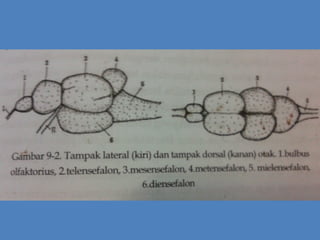 Bahand. Ikan beronang mempunyai toleransi besar terhadap salinitas dan ...