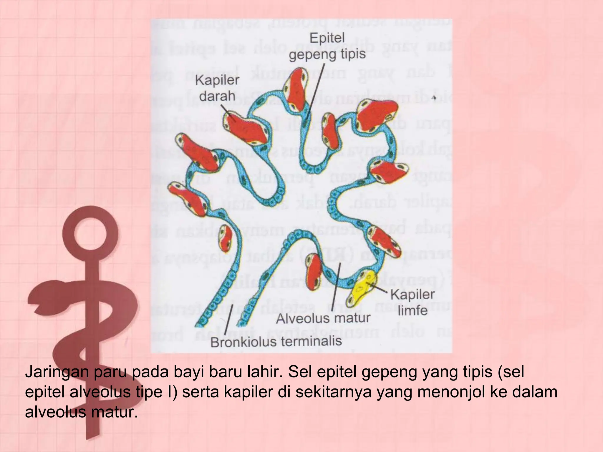 bahankuliahembriologisistempernapasan-120427210337-phpapp02.pdf