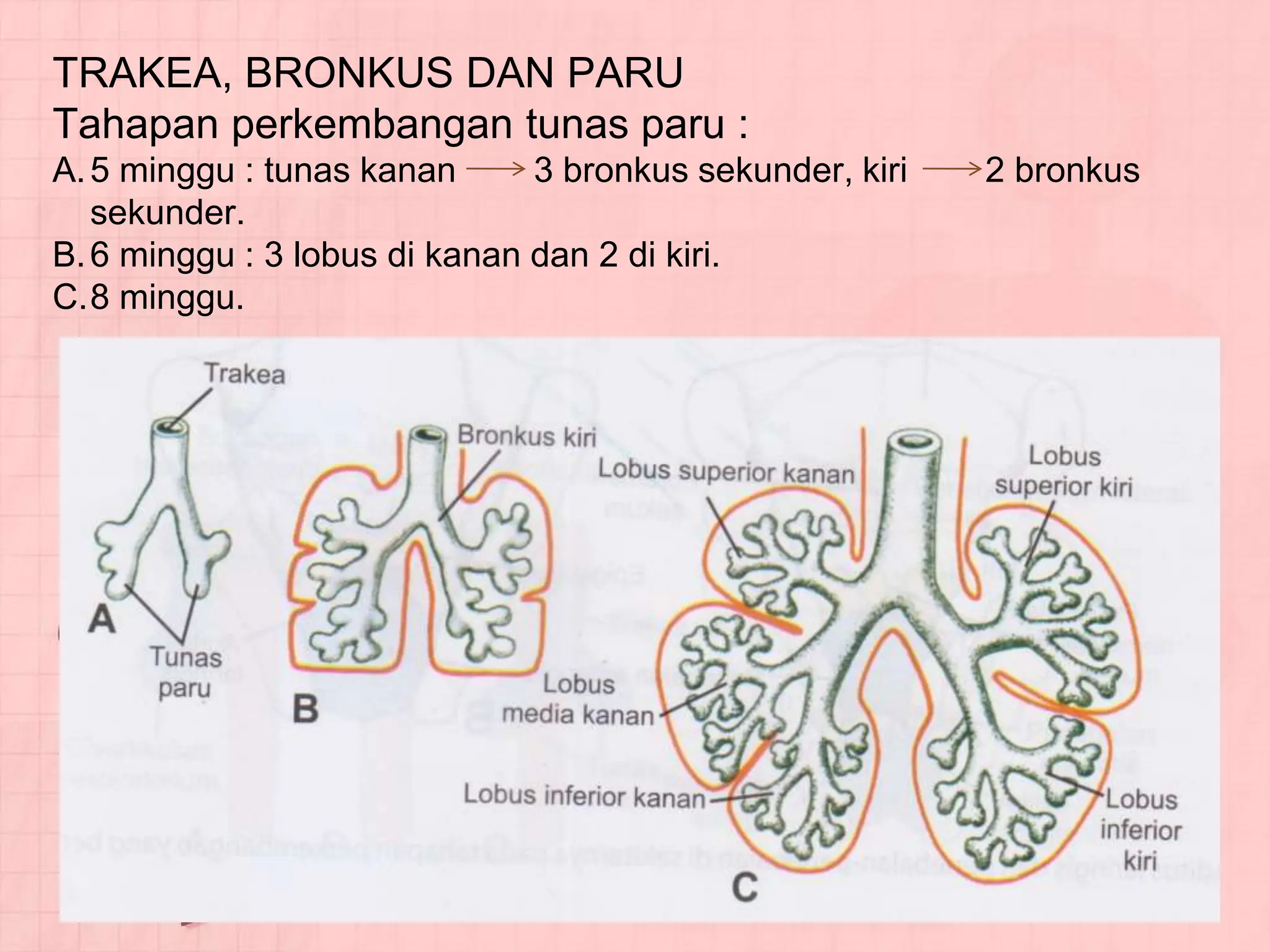 bahankuliahembriologisistempernapasan-120427210337-phpapp02.pdf