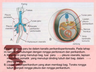 bahankuliahembriologisistempernapasan-120427210337-phpapp02.pdf