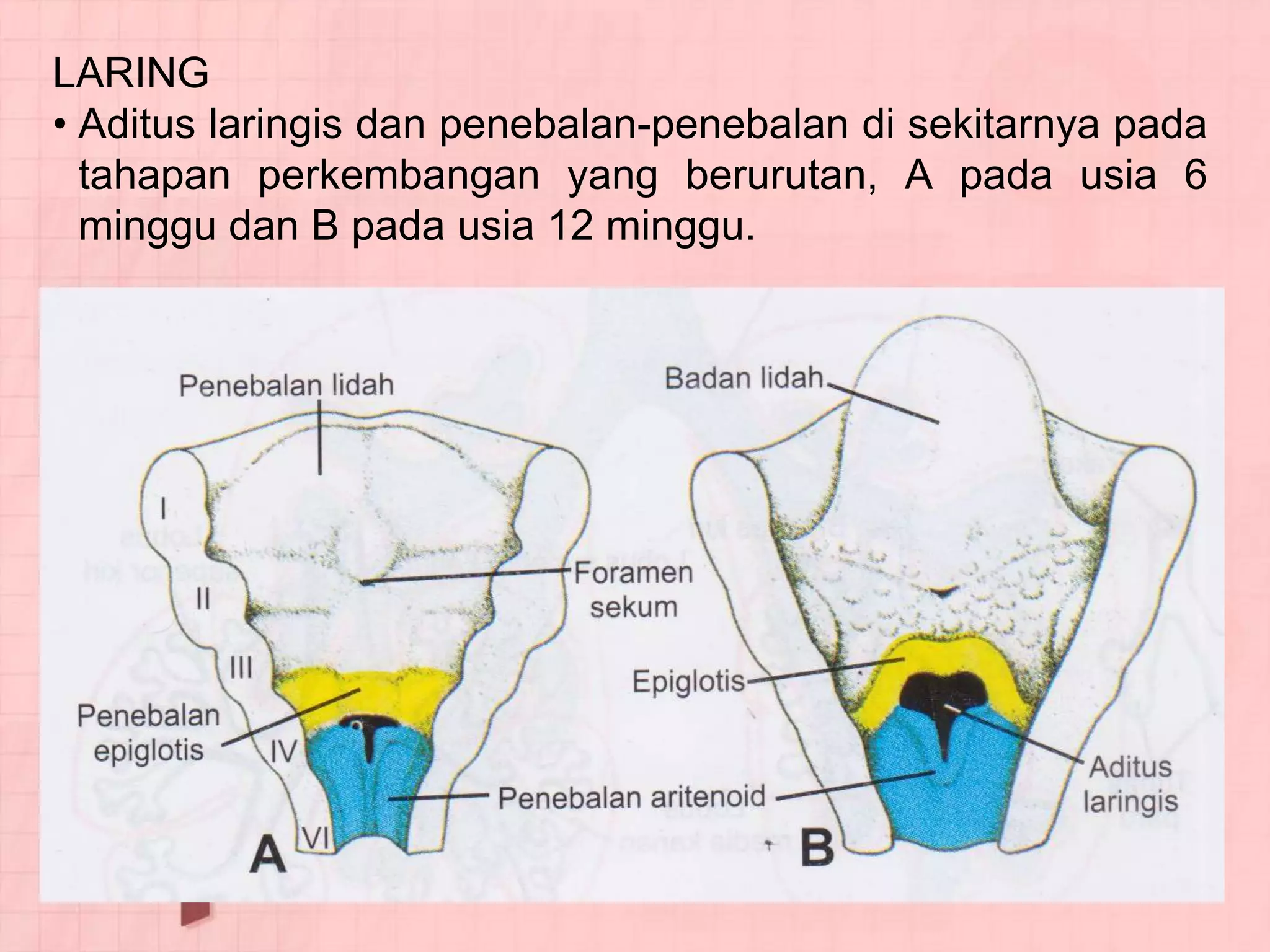 Bahan kuliah embriologi sistem pernapasan | PPTX