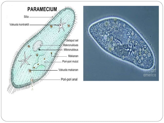 Bahan kuliah Filum Protozoa | PPT