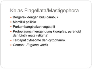 Bahan kuliah Filum Protozoa | PPTX