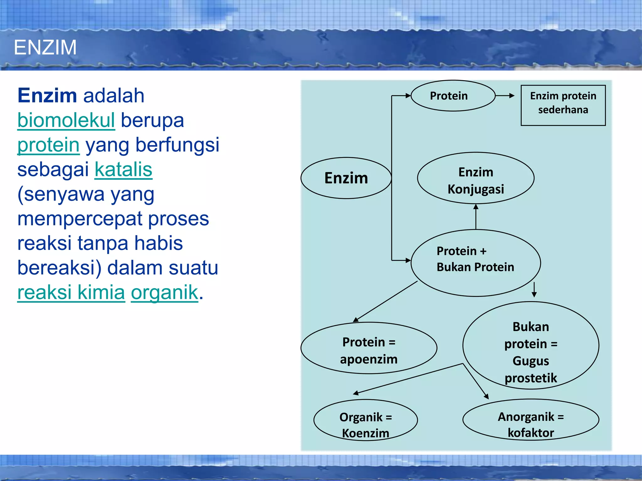 Bahan kuliah sel dan enzim sistem respirasi | PPTX