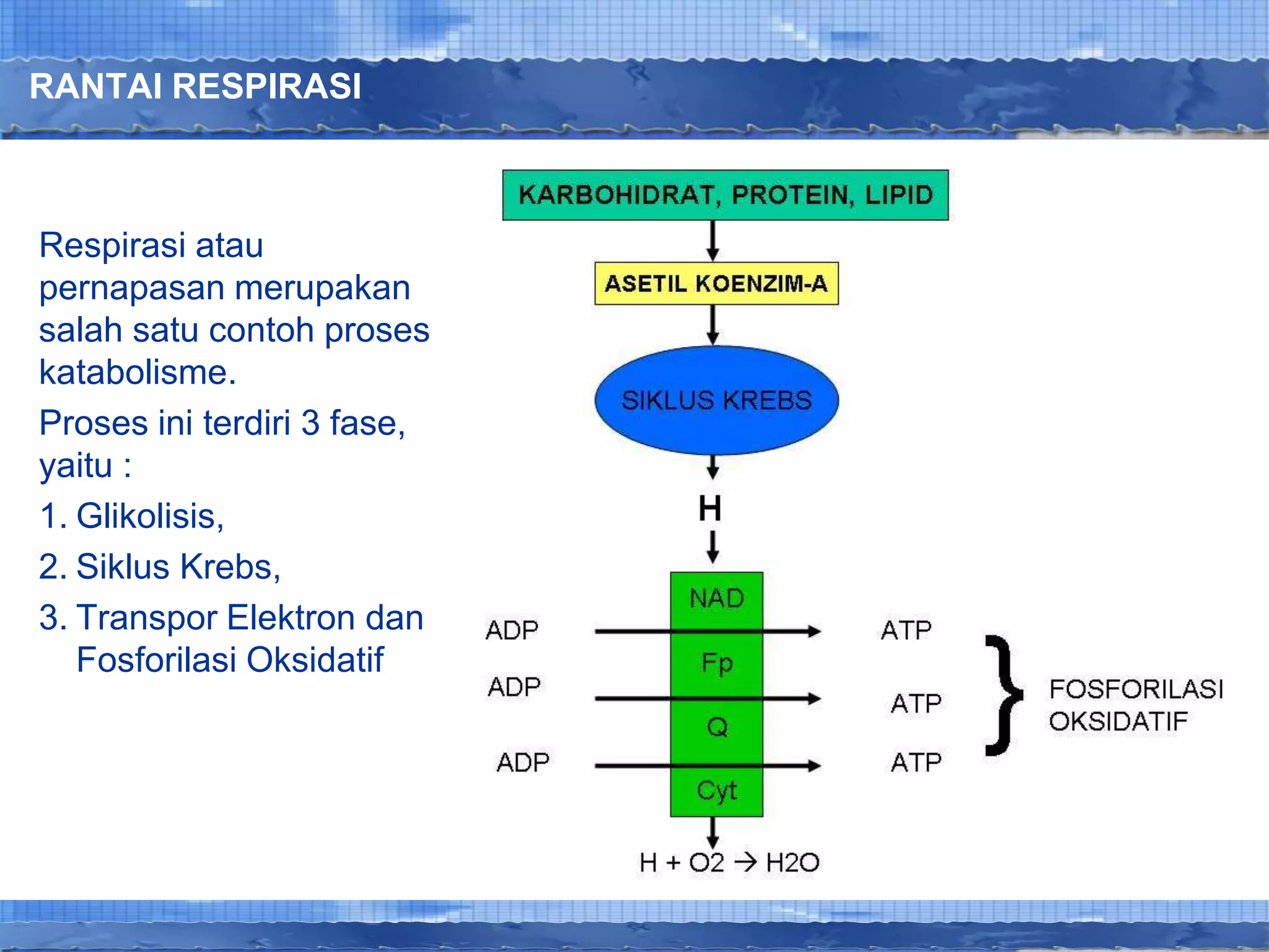 Bahan kuliah sel dan enzim sistem respirasi | PPTX