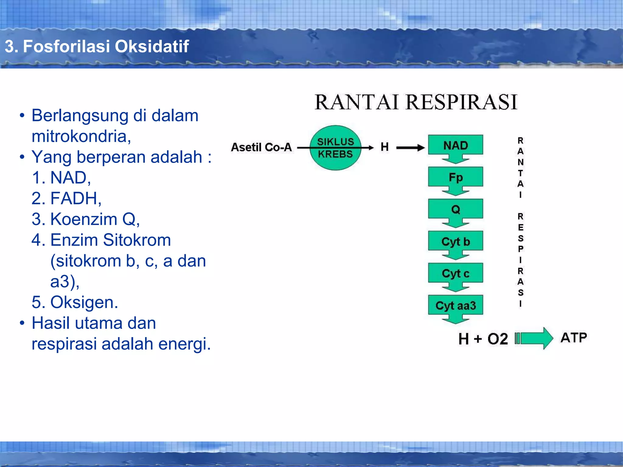 Bahan kuliah sel dan enzim sistem respirasi | PPTX