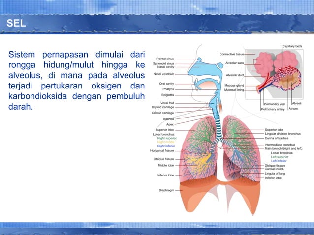 Bahan kuliah sel dan enzim sistem respirasi | PPTX