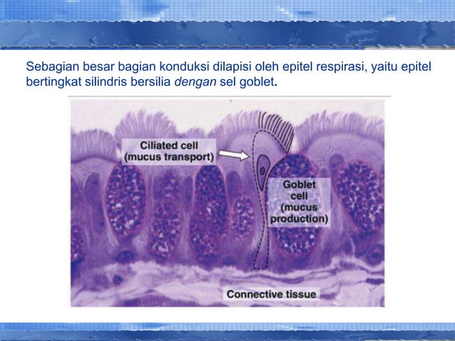 Bahan kuliah sel dan enzim sistem respirasi | PPTX