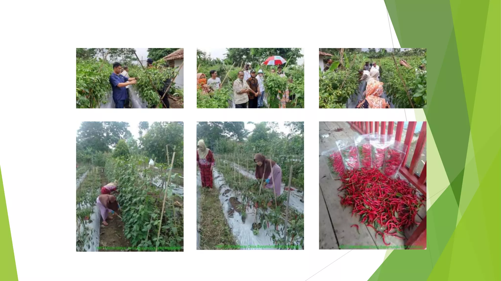 bahan materi p2l.pptx