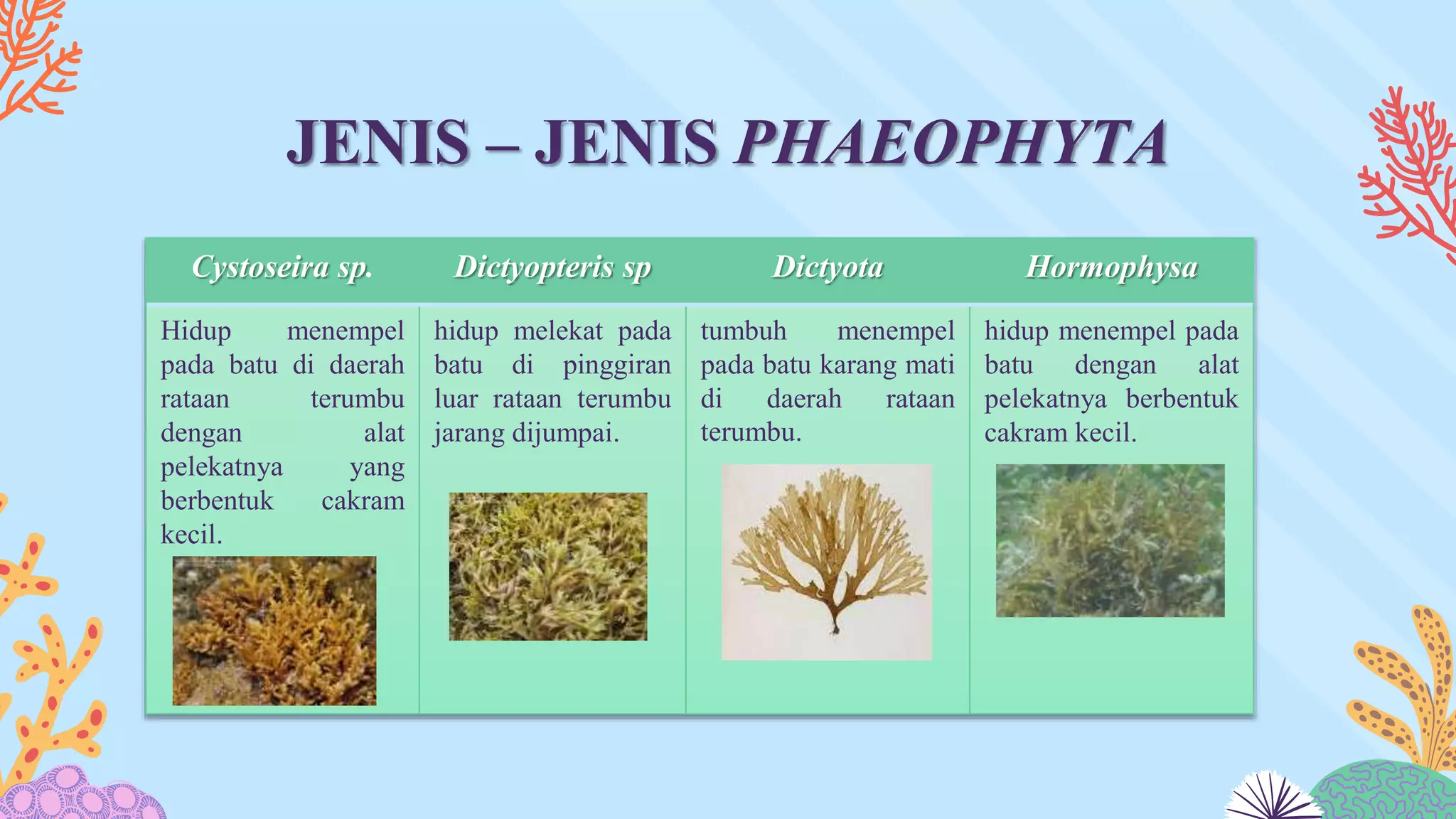 BAHAN OBAT KELAUTAN PHAEOPHYTA.pptx