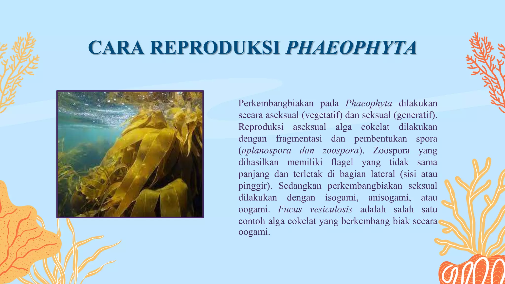 BAHAN OBAT KELAUTAN PHAEOPHYTA.pptx