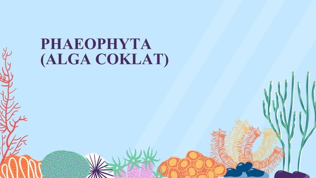 BAHAN OBAT KELAUTAN PHAEOPHYTA.pptx