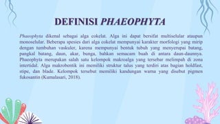 BAHAN OBAT KELAUTAN PHAEOPHYTA.pptx