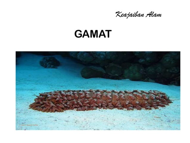 Bahan pengajaran 2 gamat | PPT