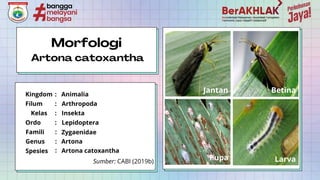 Bahan Tayang Hama tanaman kelapa Artona.pdf