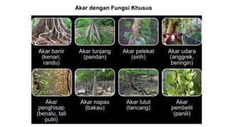Bahan Tayang Materi AKAR - RRA.pdf