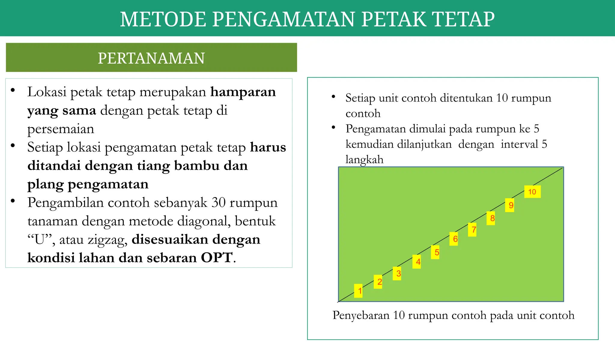 BAHAN TAYANG METODE PENGAMATAN & PELAPORAN OPT PANGAN.pptx