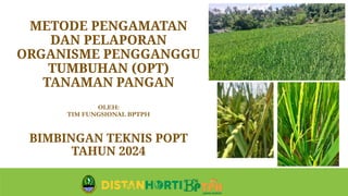 BAHAN TAYANG METODE PENGAMATAN & PELAPORAN OPT PANGAN.pptx