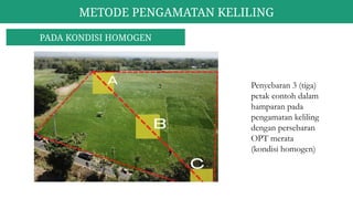 BAHAN TAYANG METODE PENGAMATAN & PELAPORAN OPT PANGAN.pptx