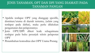 BAHAN TAYANG METODE PENGAMATAN & PELAPORAN OPT PANGAN.pptx