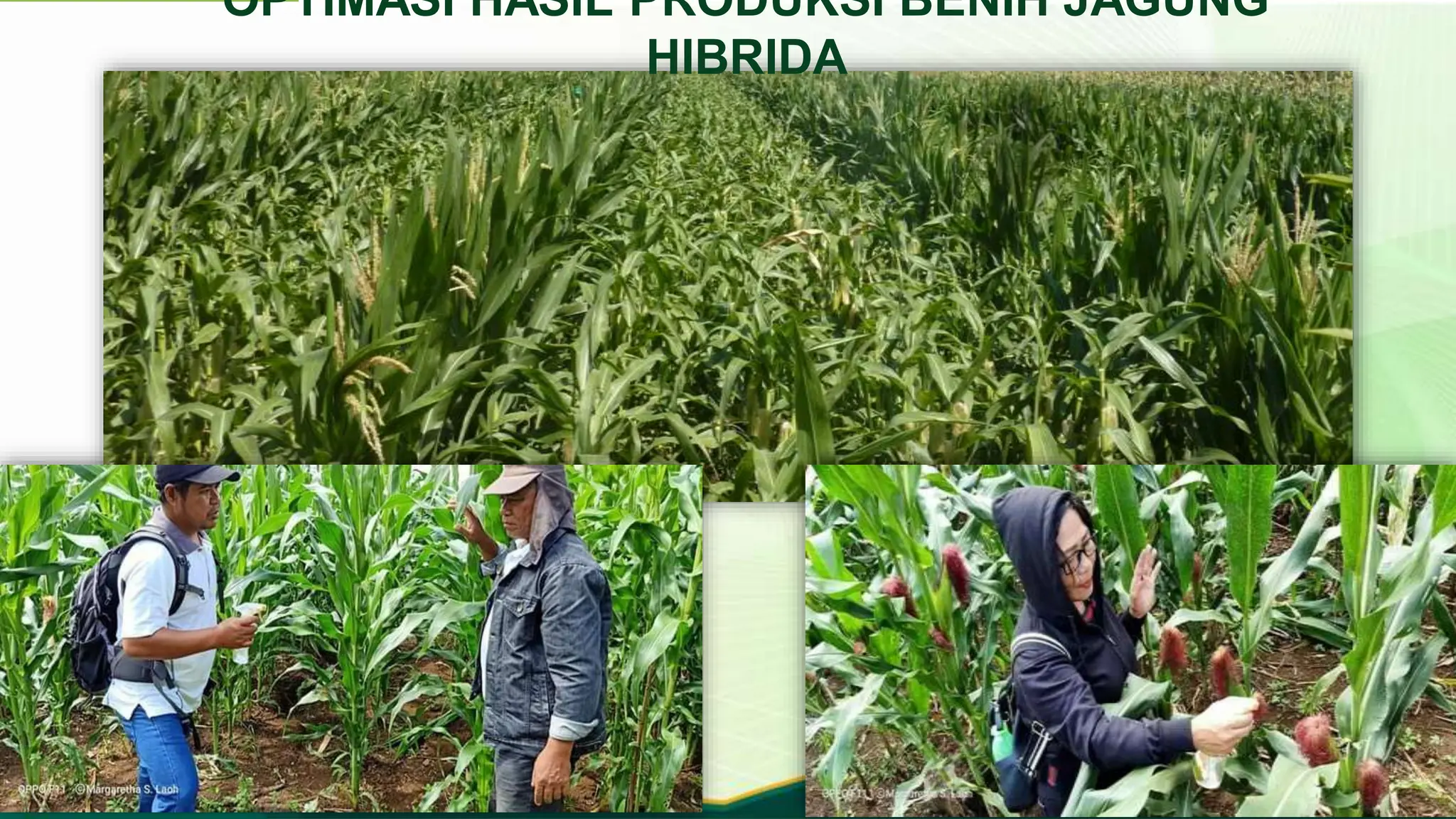 BAHAN TAYANG_SOSIALISASI_SNI PRODUKSI BENIH JAGUNG HIBRIDA_BPSI TANAMAN SEREALIA.pdf