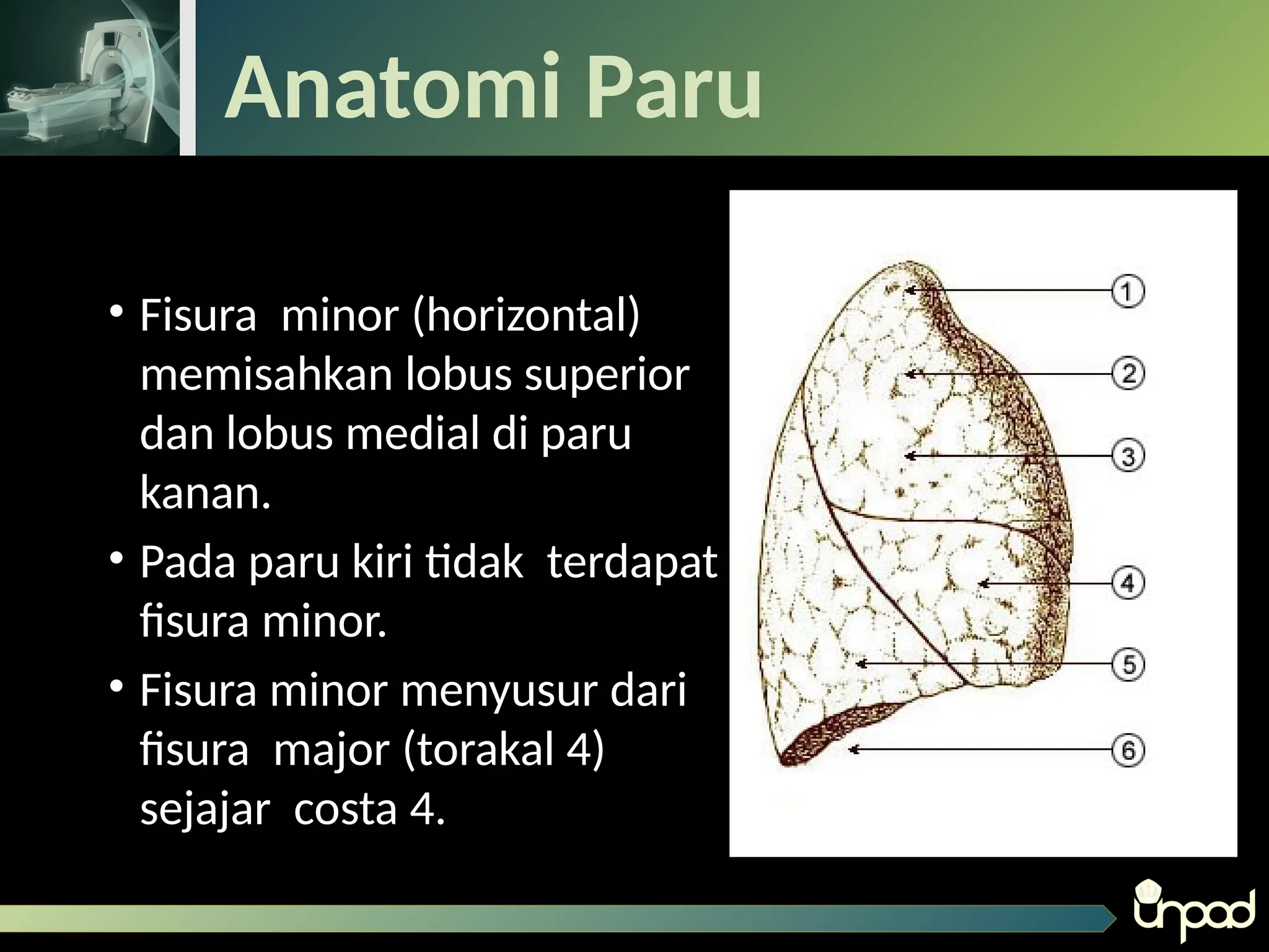 Bahan Thorax Normal untuk radiologi pptx | PPTX