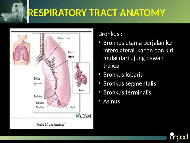 Bahan Thorax Normal untuk radiologi pptx | PPTX