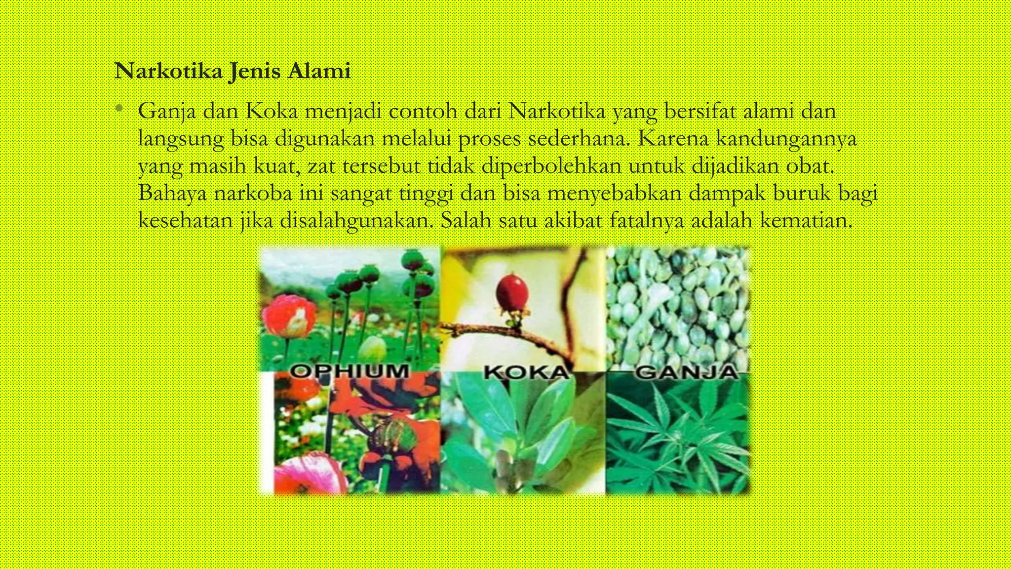 Bahaya Narkoba Kelas X SMA Negeri 1 Grati.pptx