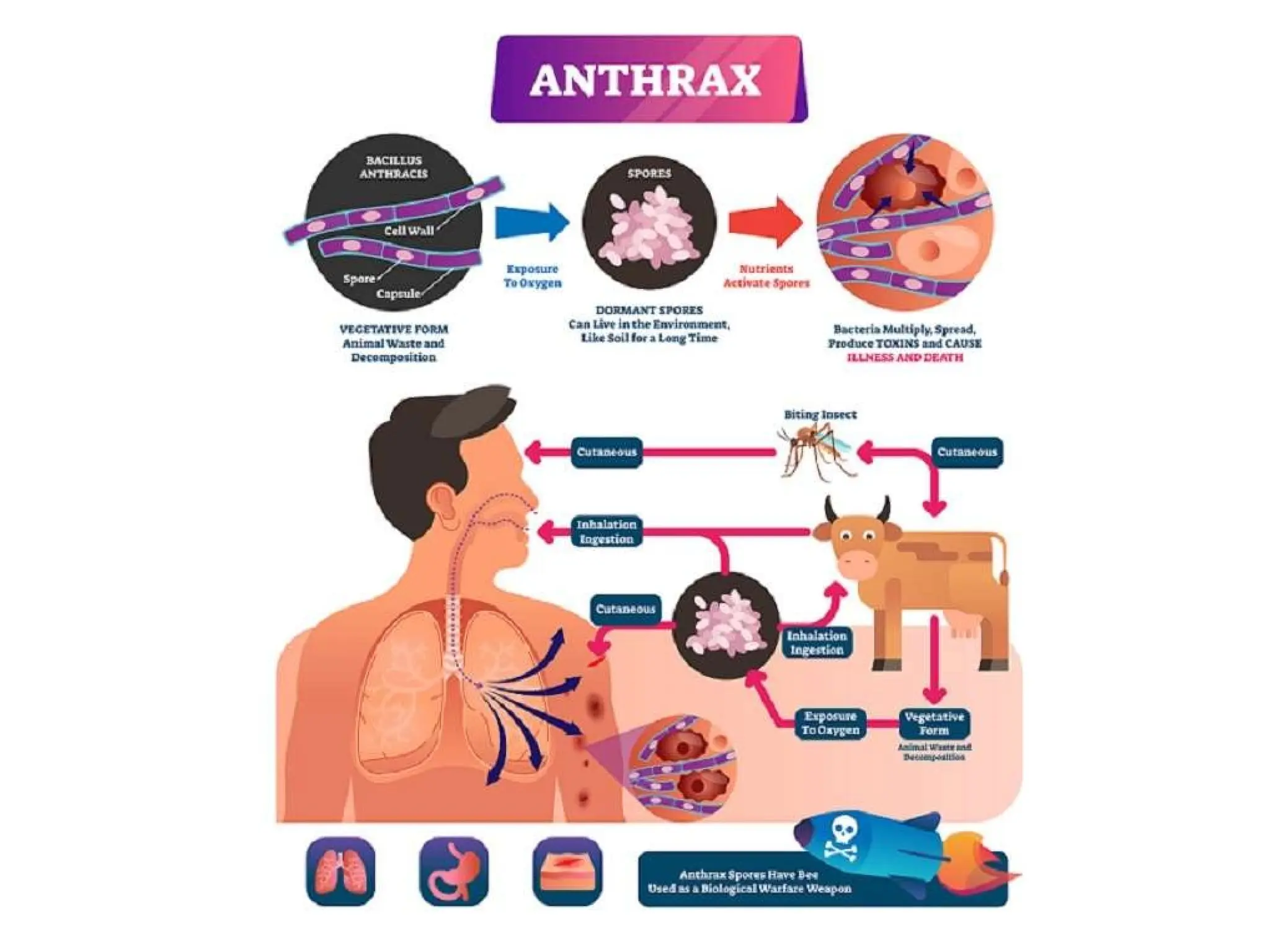 Bahaya Penyakit antraks bagi hewan peliharaaan | PPT