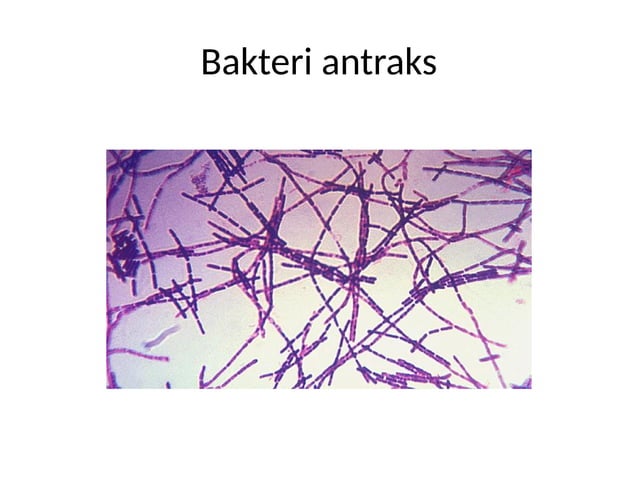 Bahaya Penyakit antraks bagi hewan peliharaaan | PPT