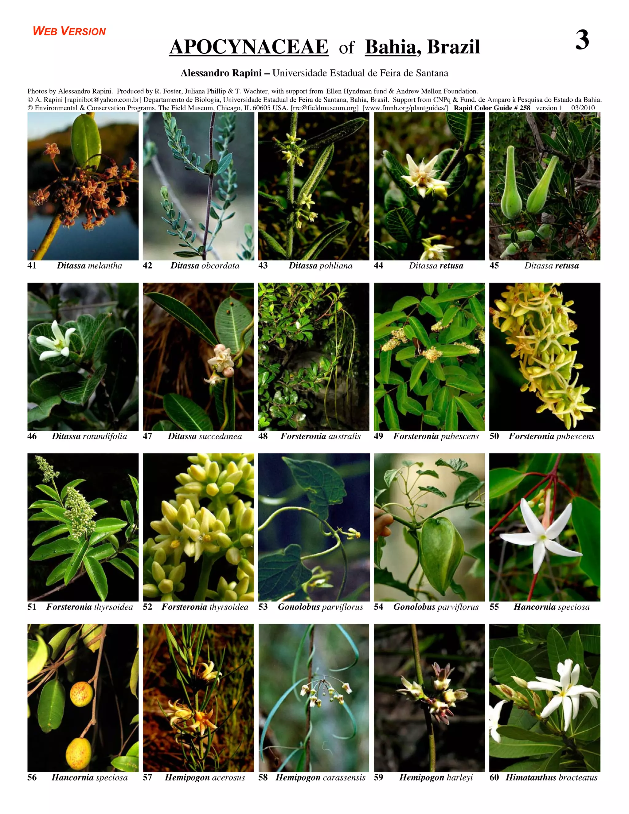 Bahia apocynaceae | PDF