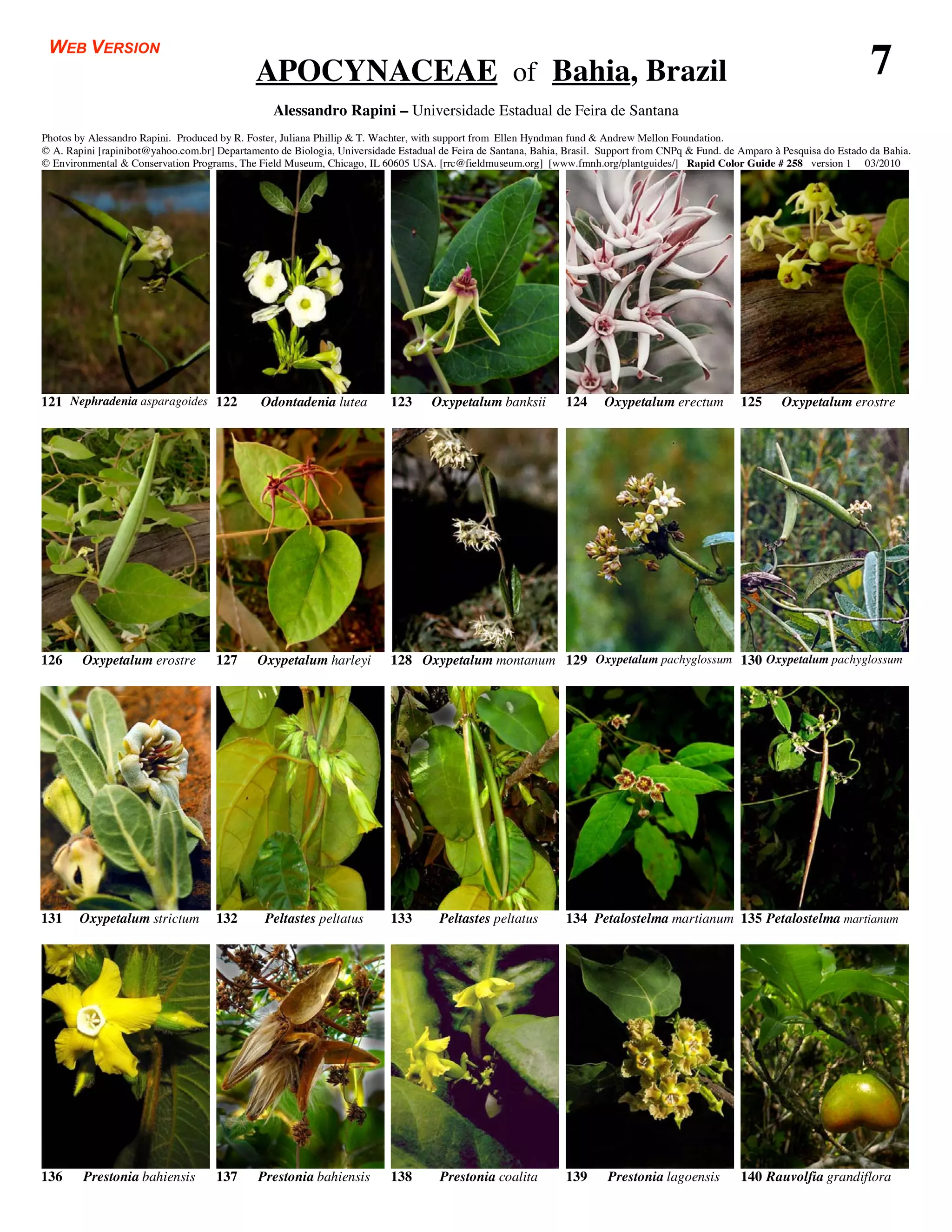 Bahia apocynaceae | PDF | Gardening | Home & Garden