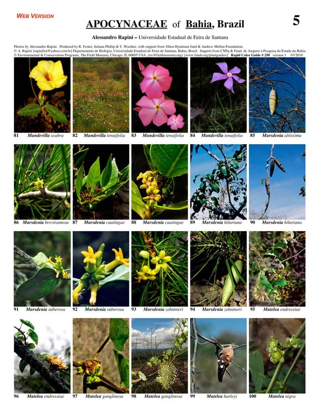 Bahia apocynaceae | PDF | Gardening | Home & Garden