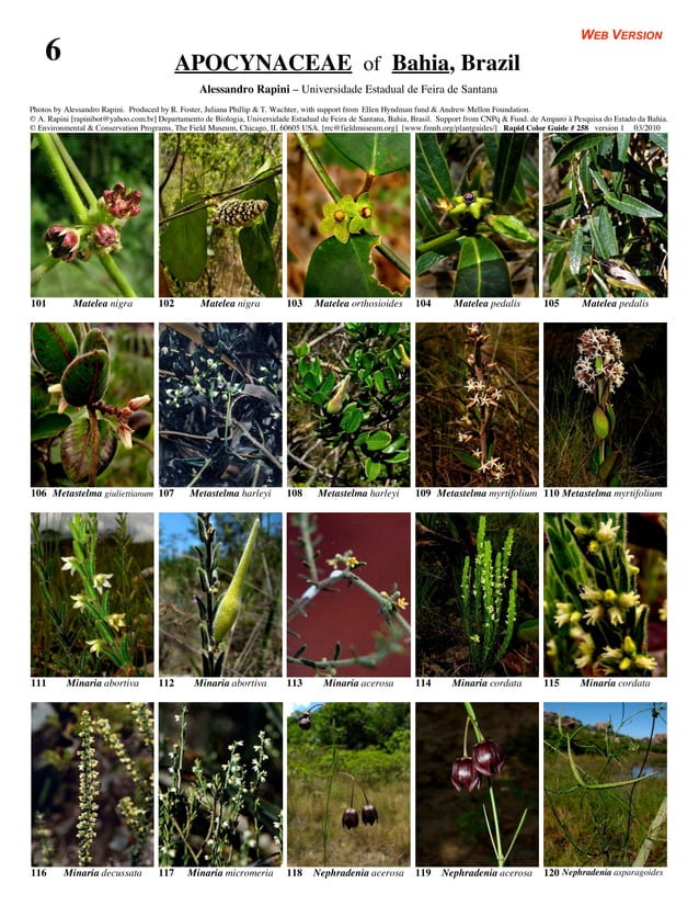 Bahia apocynaceae | PDF | Gardening | Home & Garden