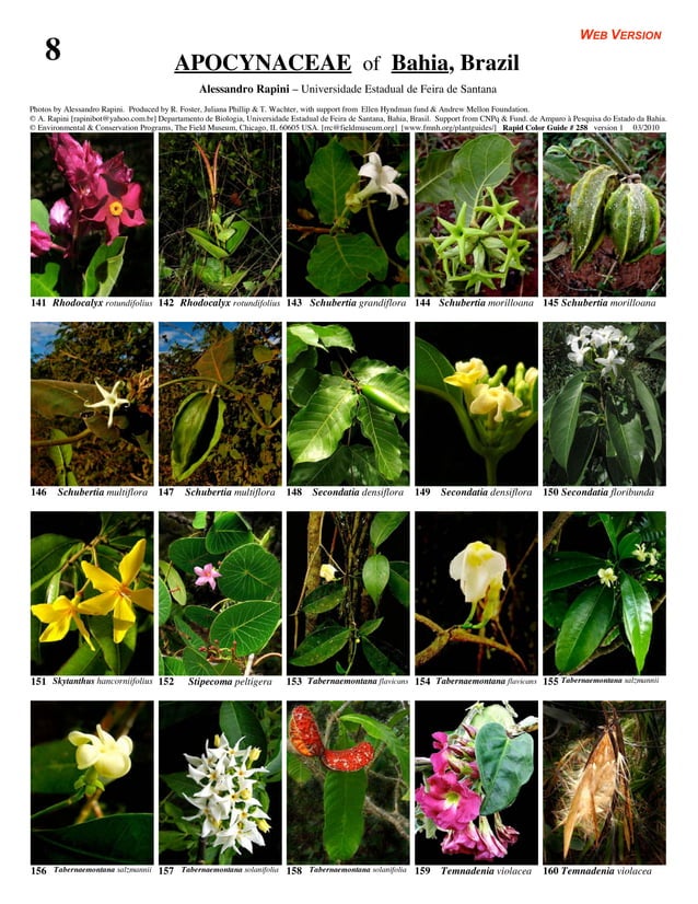 Bahia apocynaceae | PDF | Gardening | Home & Garden