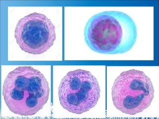 thực hành GPB 1 (HPMU) | PPT