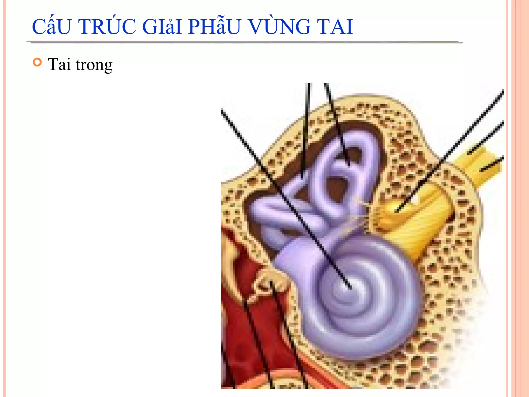 Tai mui hong | PPT