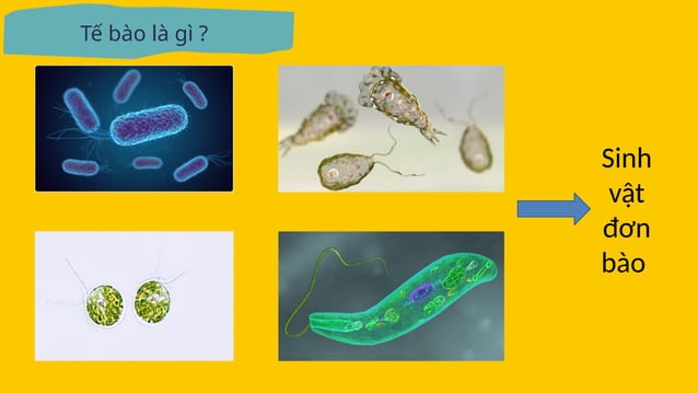 Bai 18_Tế bào cell is basic component of life i.pptx