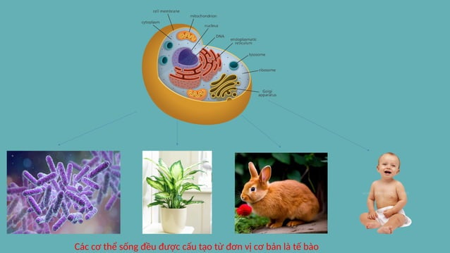 Bai 18_Tế bào cell is basic component of life i.pptx