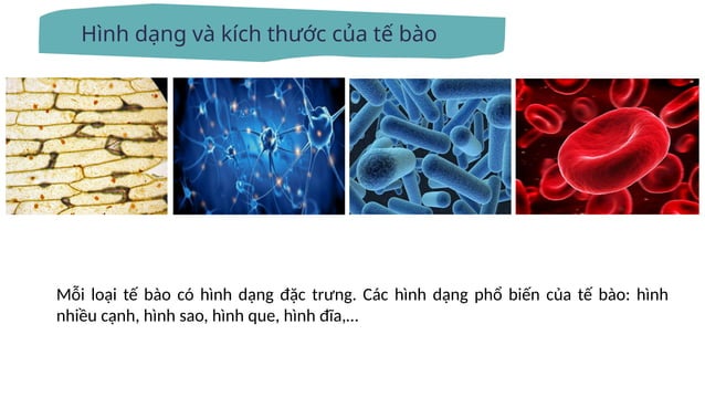 Bai 18_Tế bào cell is basic component of life i.pptx