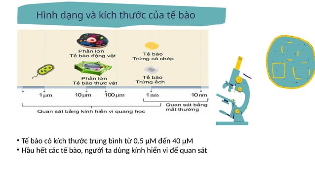 Bai 18_Tế bào cell is basic component of life i.pptx