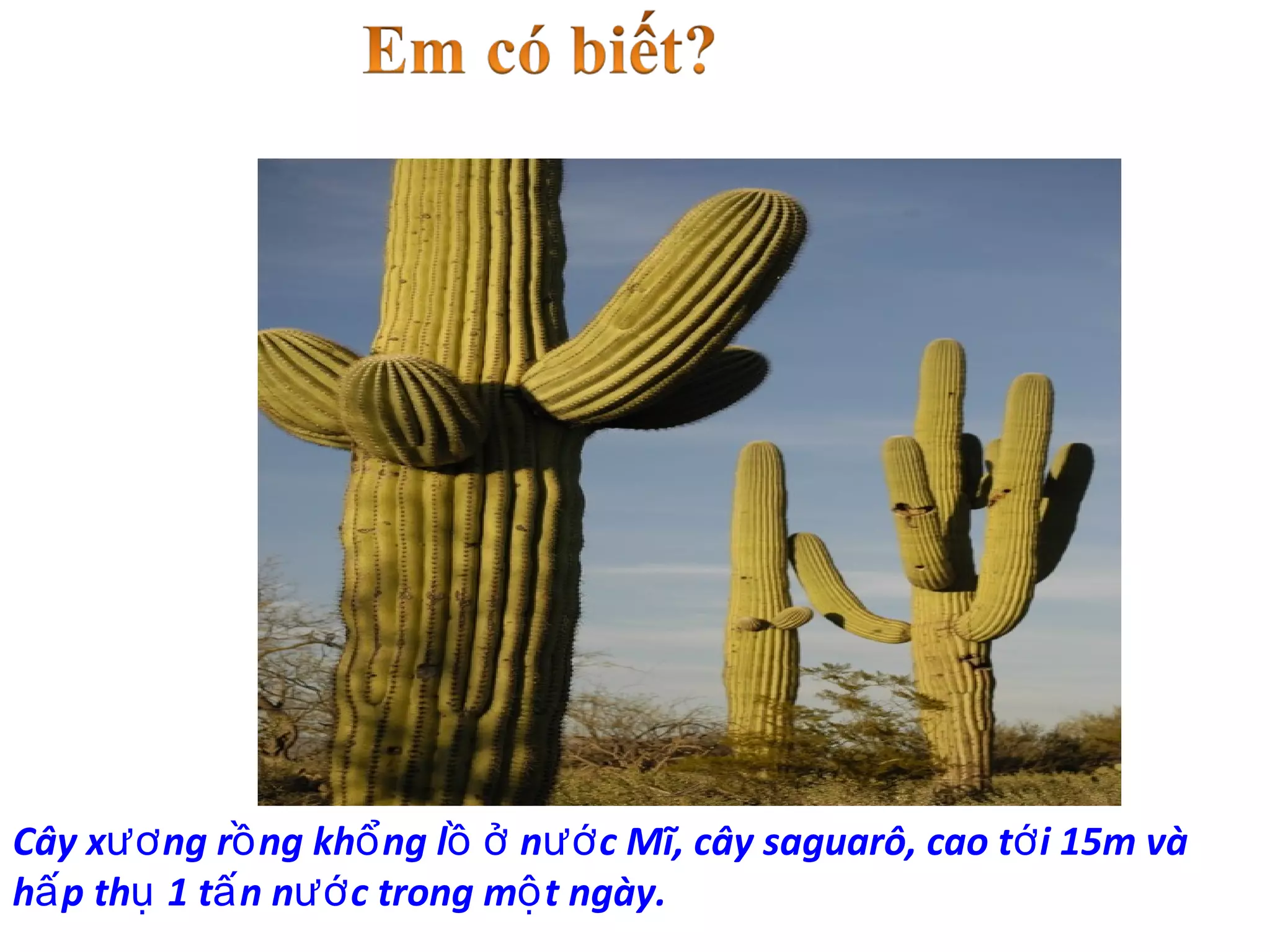 Bai 1 su hap thu nuoc va muoi khoang o re | PPT