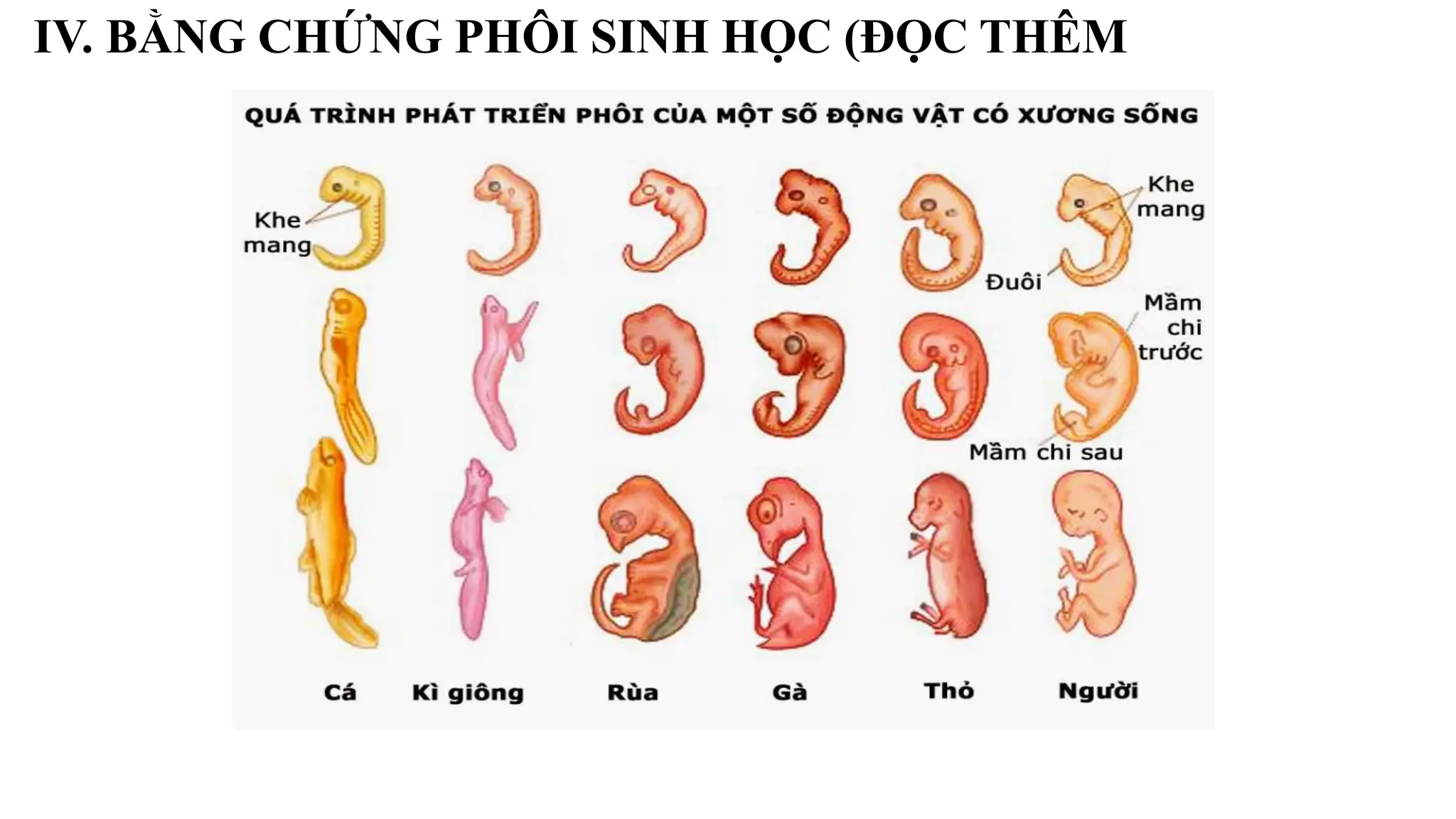 Bai 24 Cac bang chung tien hoakkkkkkk.pptx