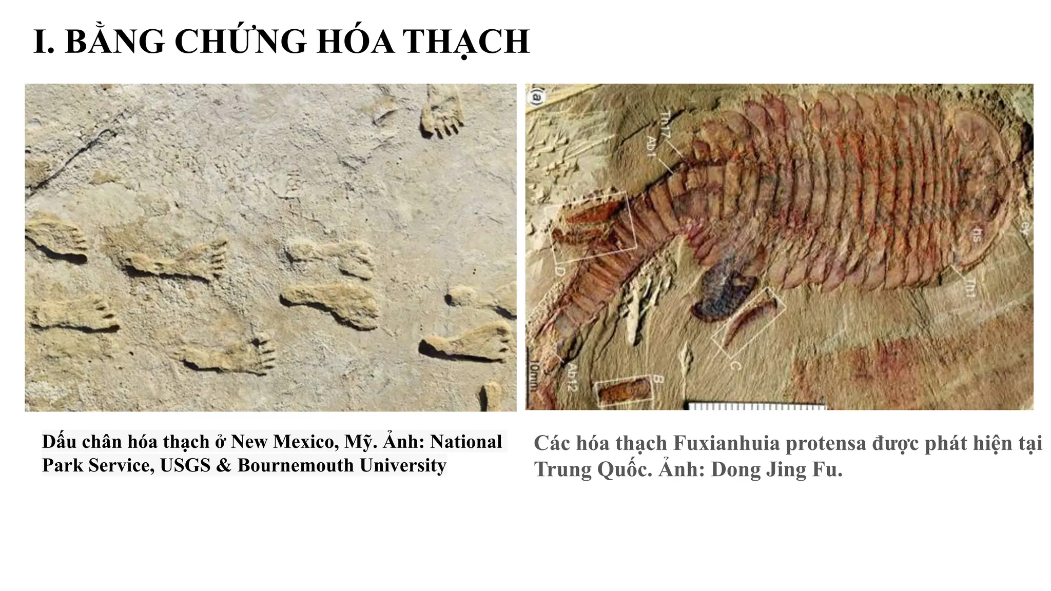 Bai 24 Cac bang chung tien hoakkkkkkk.pptx