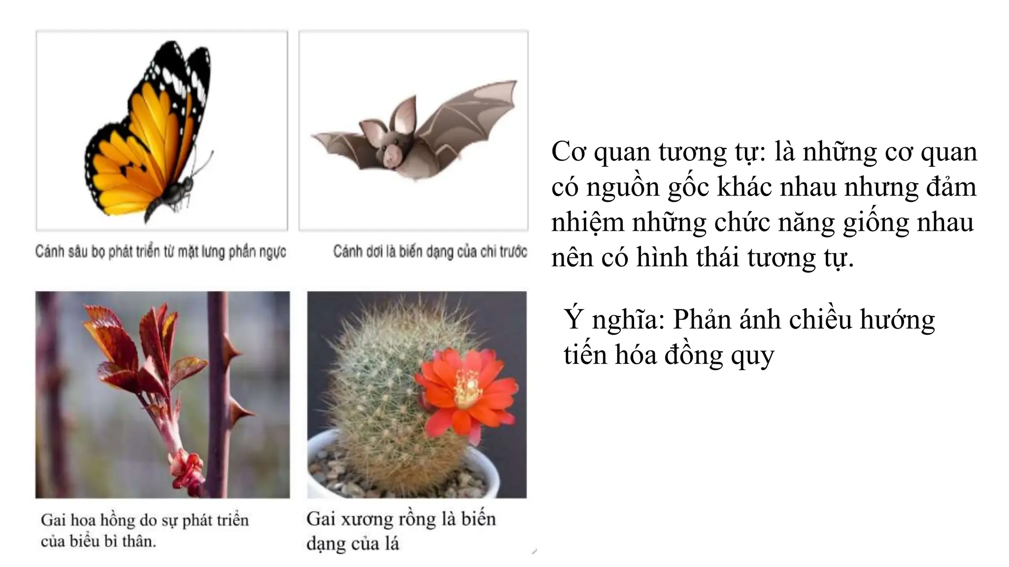 Bai 24 Cac bang chung tien hoakkkkkkk.pptx