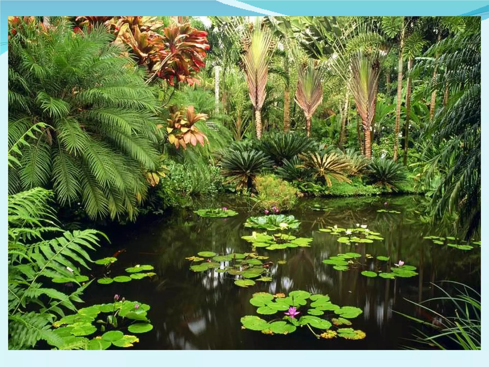 Bai 25hoc thuyet dacuyn giam tai | PPT