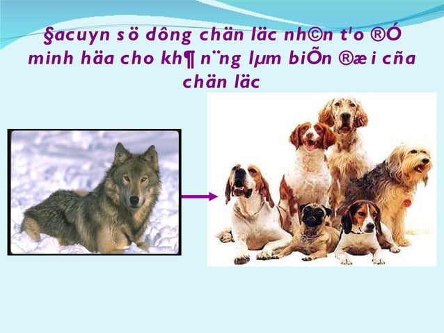 Bai 25hoc thuyet dacuyn giam tai | PPT
