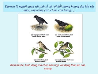 Bai 25hoc thuyet dacuyn giam tai | PPT
