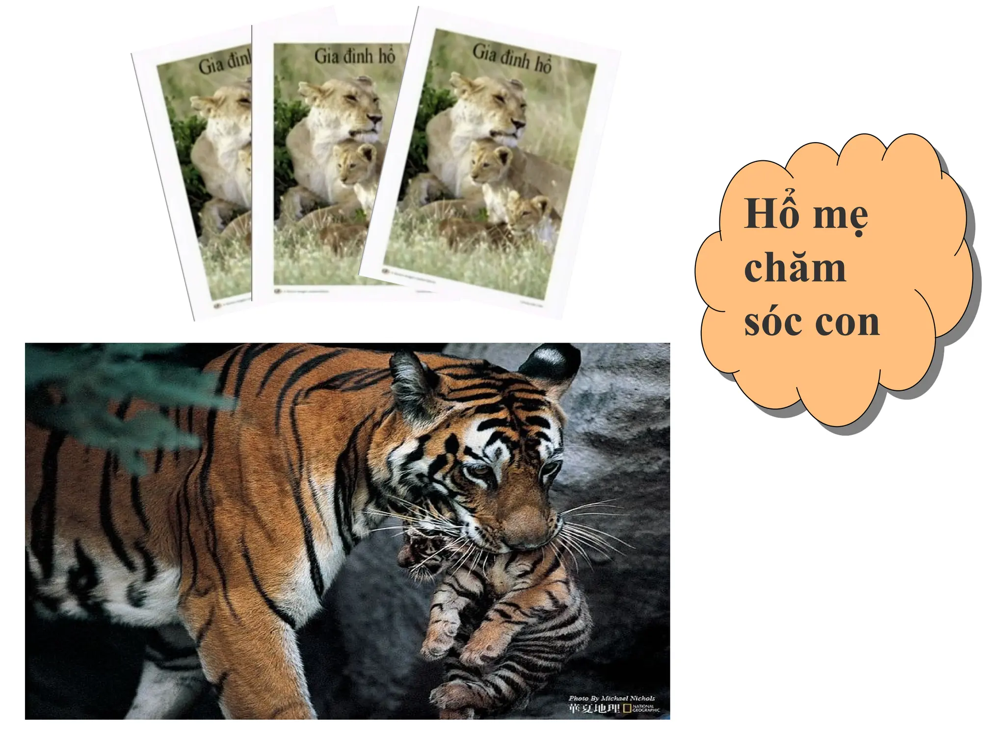 bai 33 Thuc hanh Xem tap tinh cua dong vat.ppt