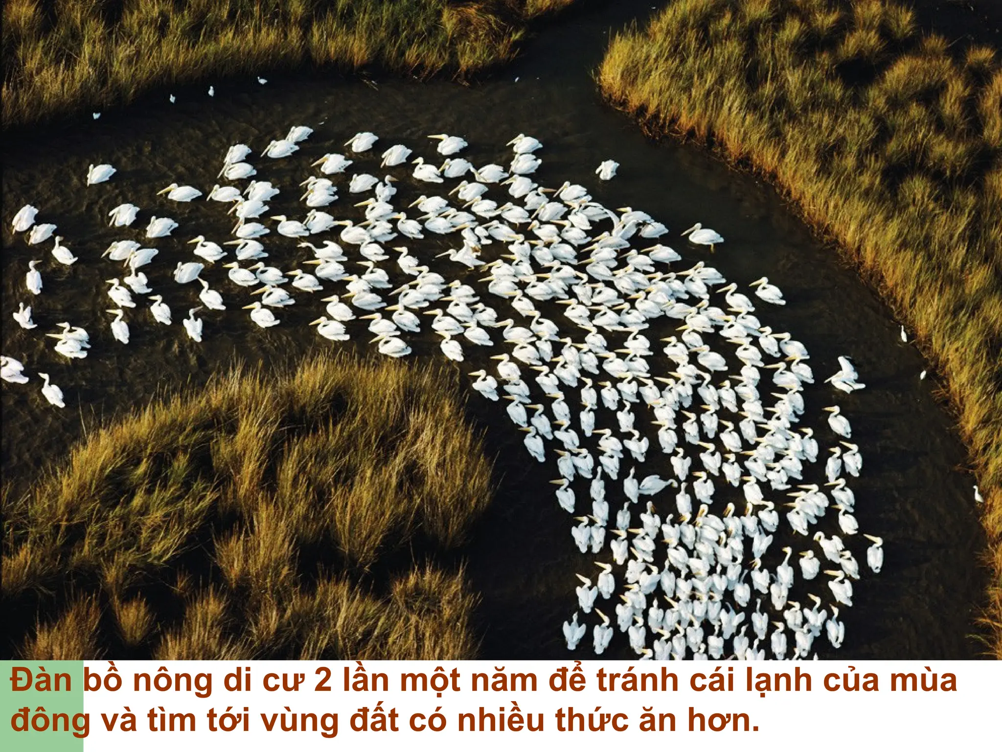 bai 33 Thuc hanh Xem tap tinh cua dong vat.ppt